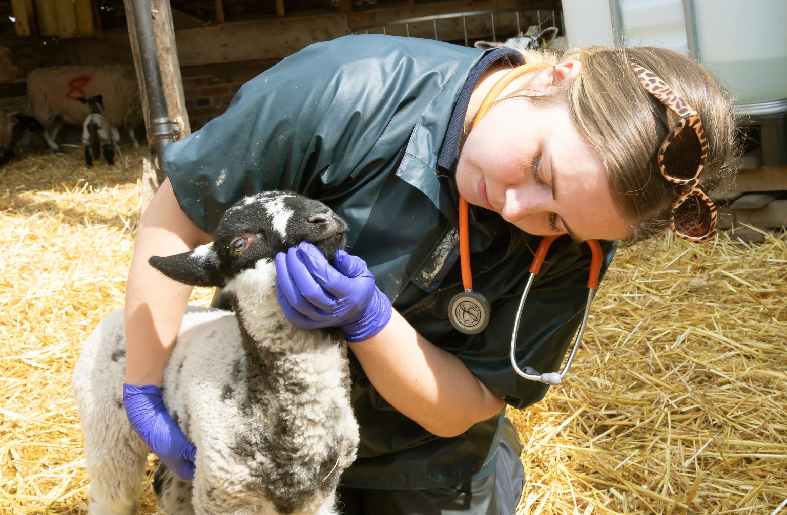 Our Farm Veterinary Services | VetPartners