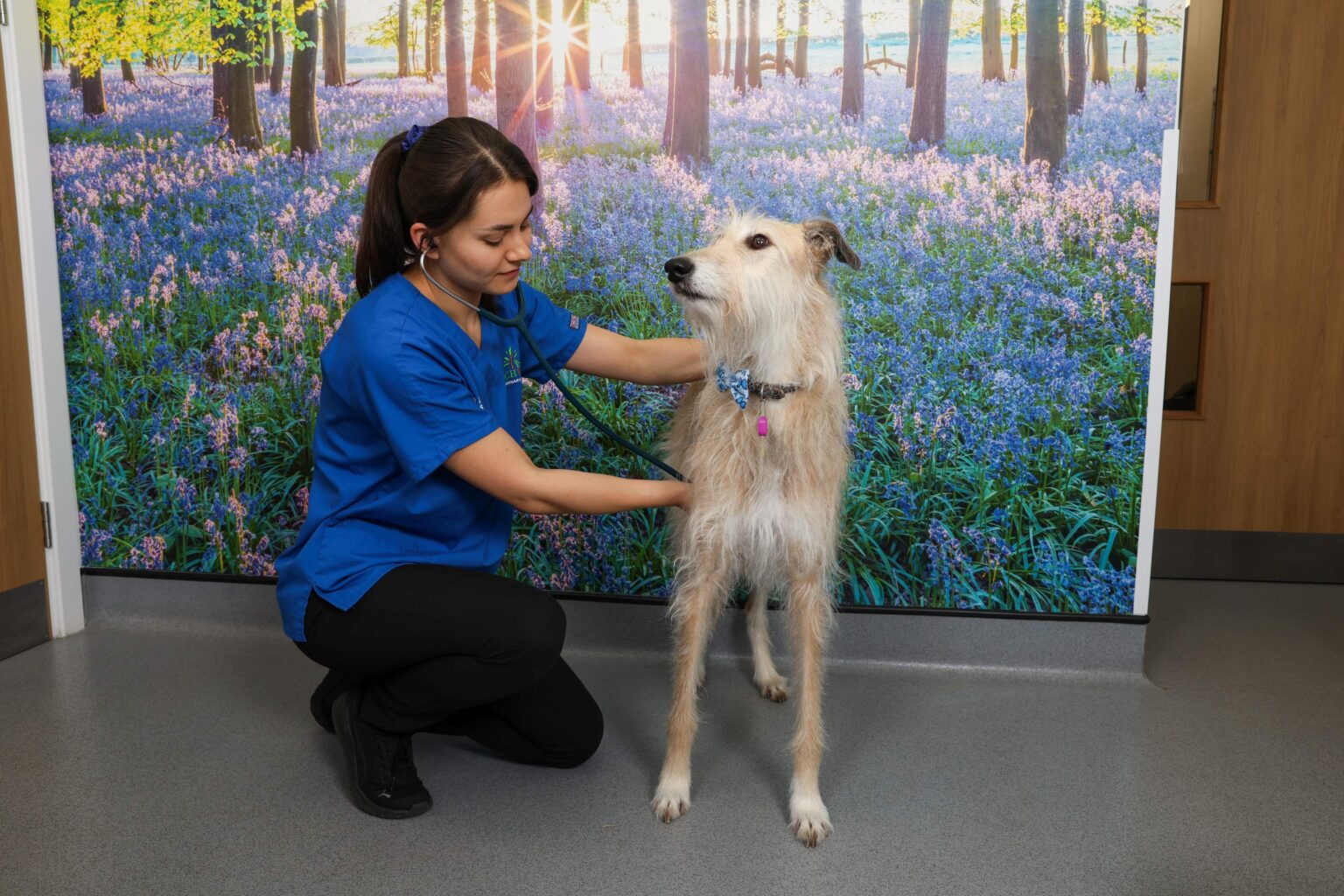 New grad Alice is loving practice life - VetPartners UK