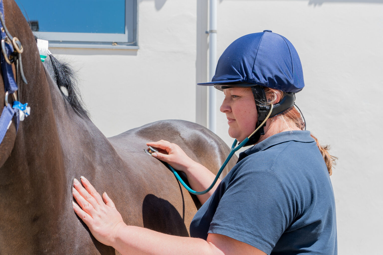 Equine clients welcome ambulatory nursing care for their horses ...