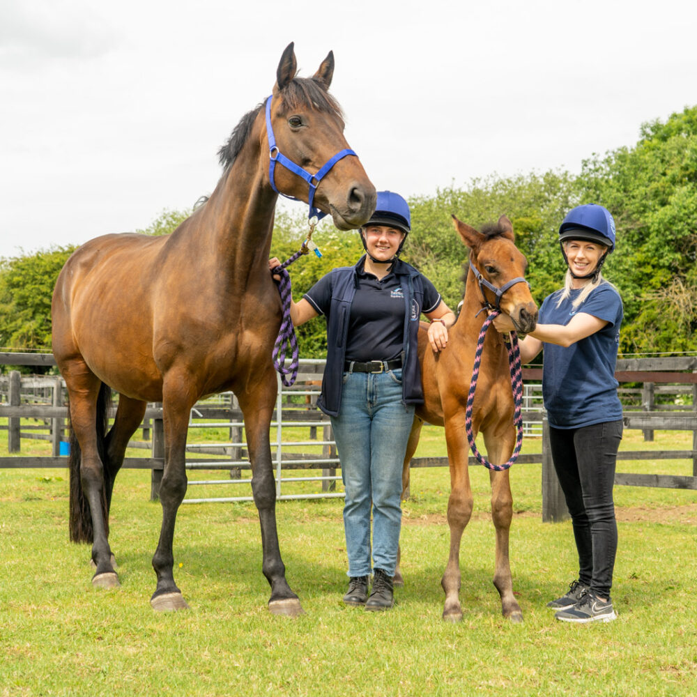 Our Equine Veterinary Services | VetPartners