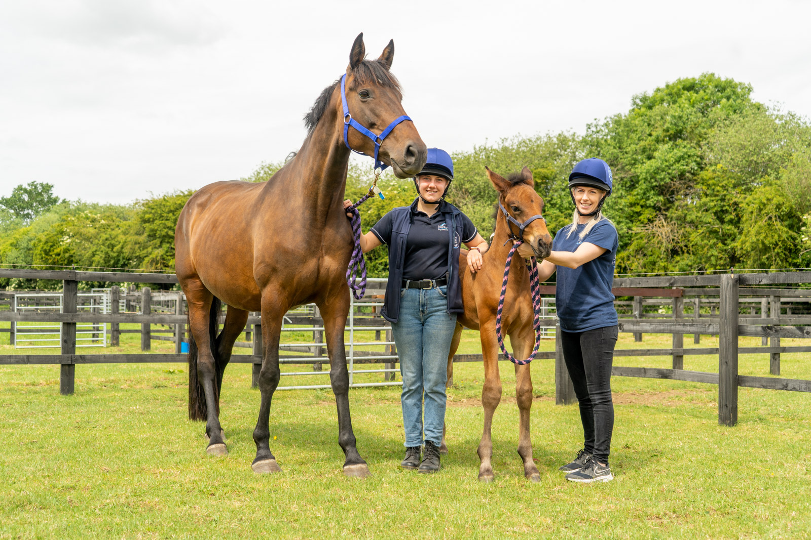 Our Veterinary Services | VetPartners