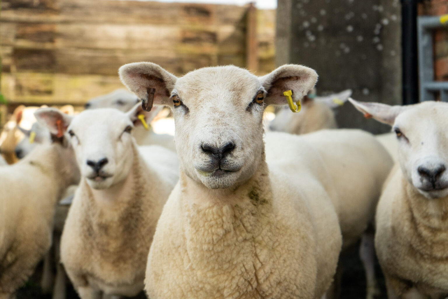 Our Farm Veterinary Services | VetPartners