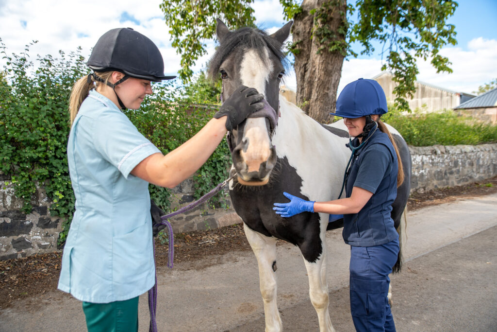Our Equine Veterinary Services | VetPartners
