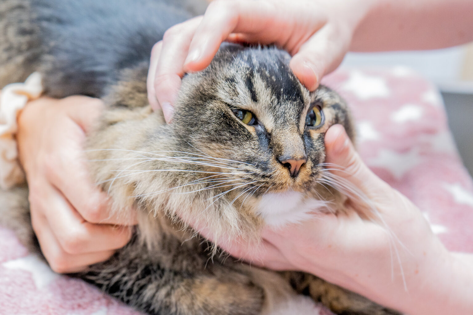 Routine Health Care Advice for Cats | VetPartners