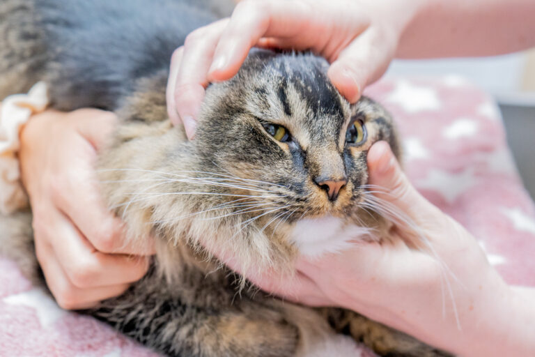 Routine Health Care Advice for Cats | VetPartners