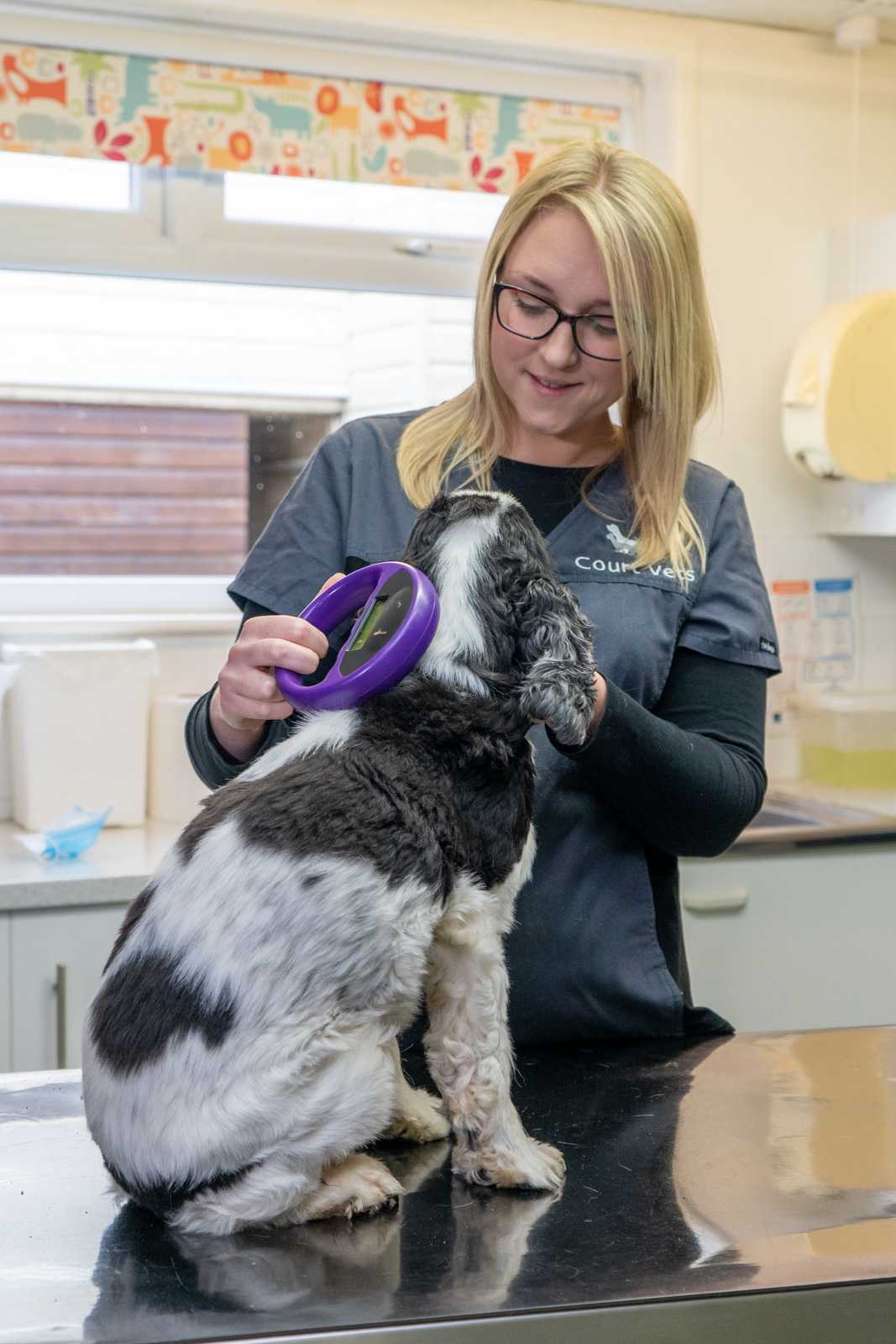 A Complete Guide to Microchipping Your Dog or Puppy | VetPartners