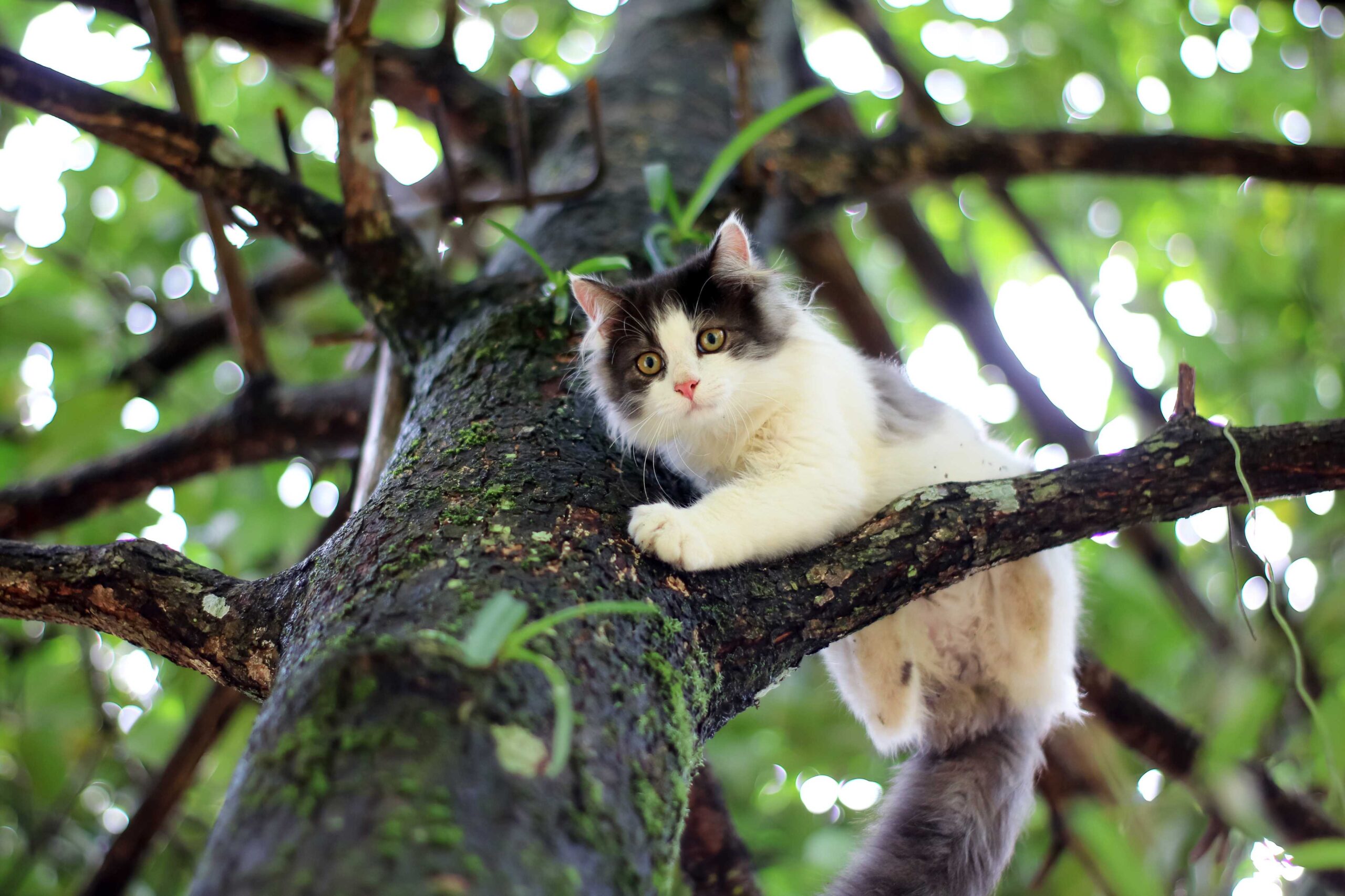 The Complete Guide to Microchipping Your Cat or Kitten | VetPartners
