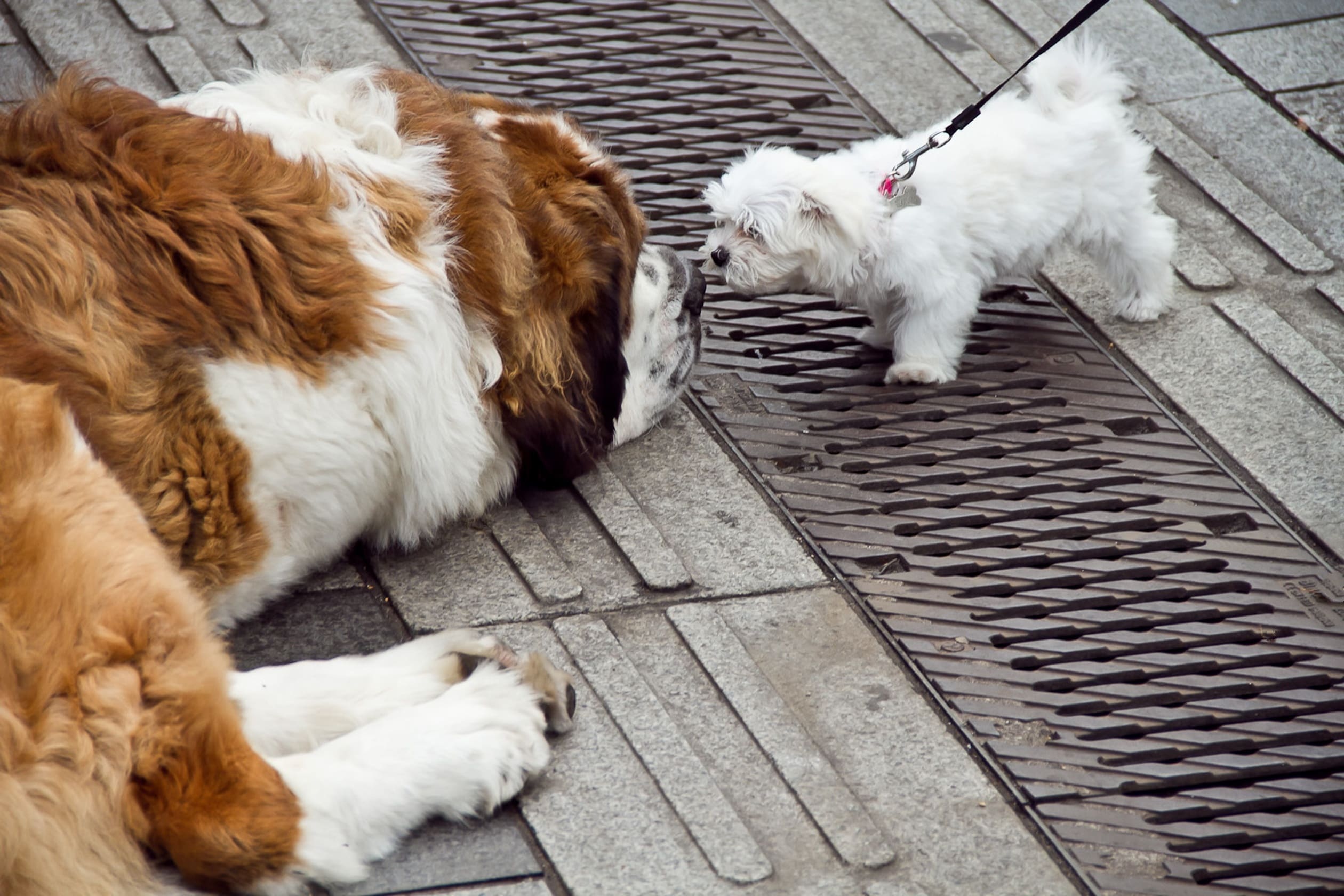 How to Responsibly Buy or Adopt a Puppy | VetPartners