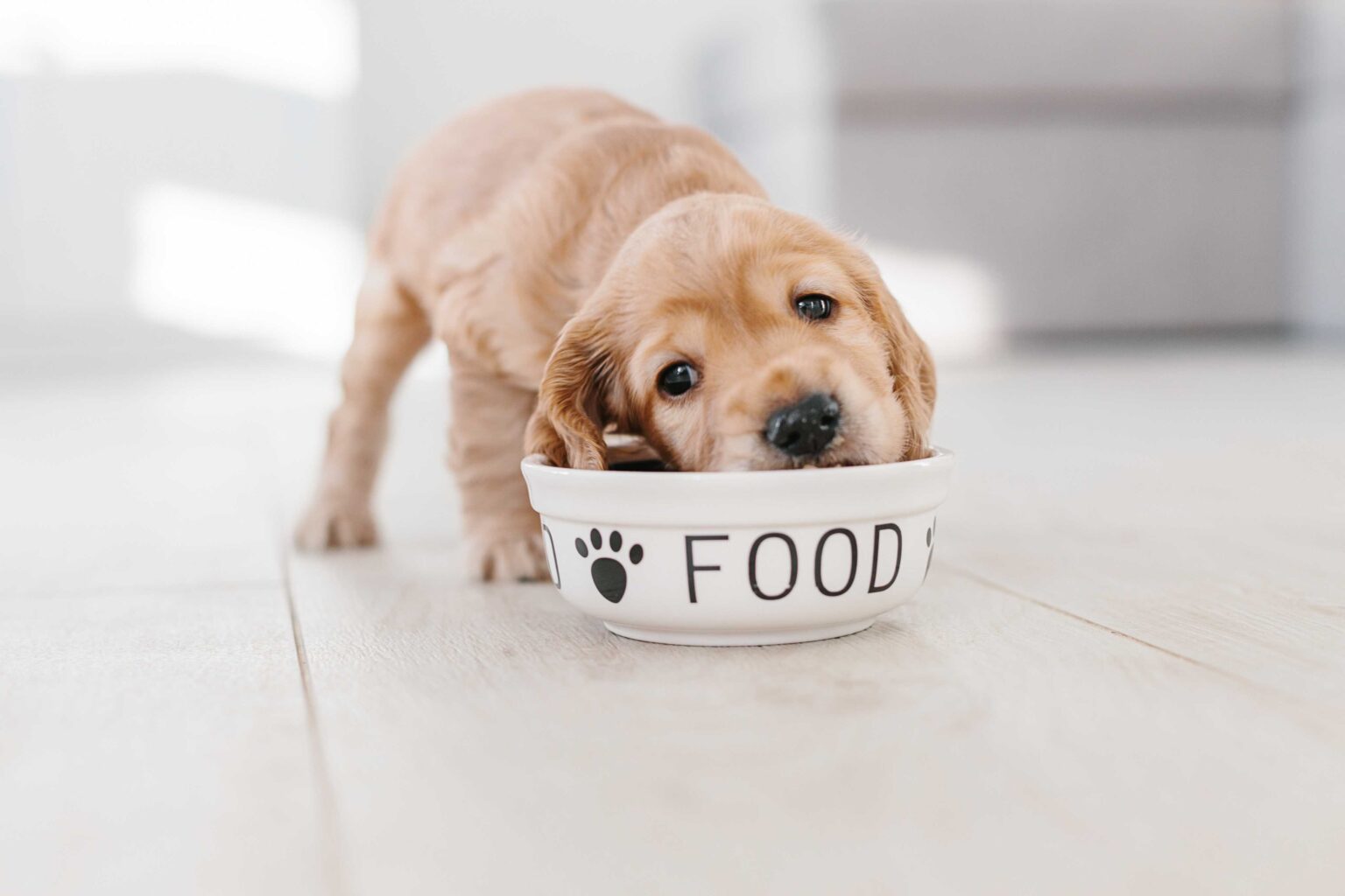 The Complete Dog Feeding Guide | VetPartners