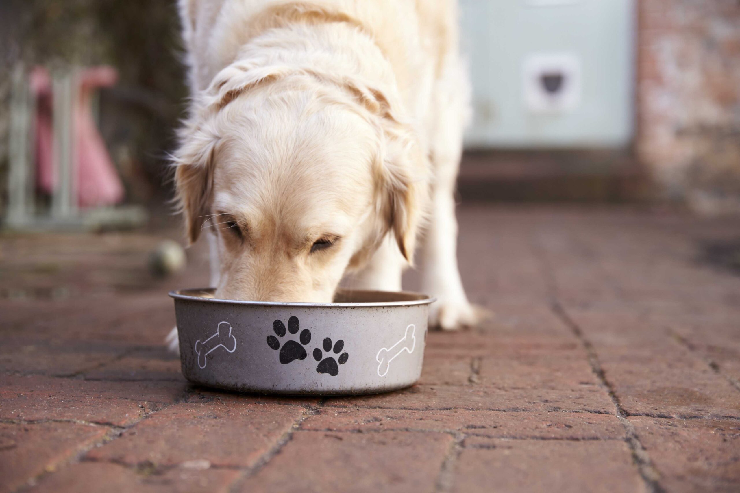 The Complete Dog Feeding Guide | VetPartners
