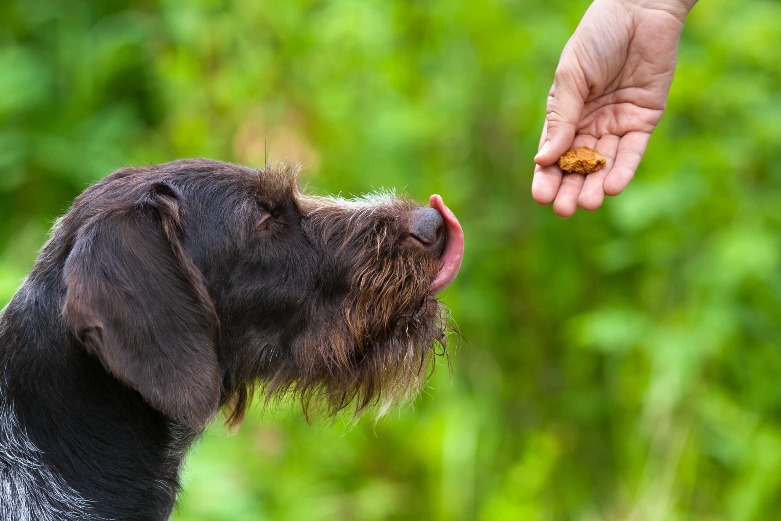 The Complete Dog Feeding Guide | VetPartners