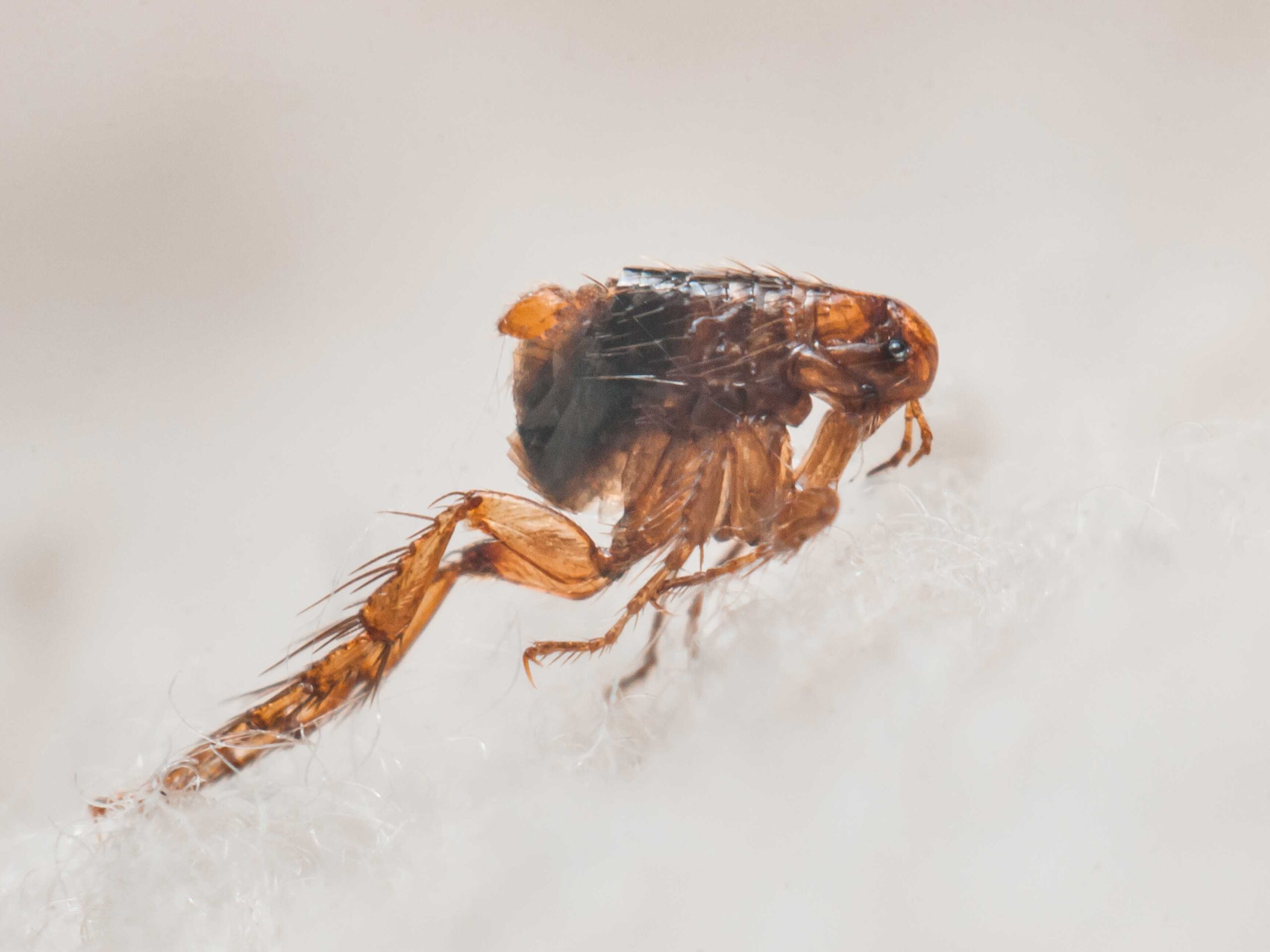 How to Treat, Prevent & Remove Fleas on Dogs | VetPartners