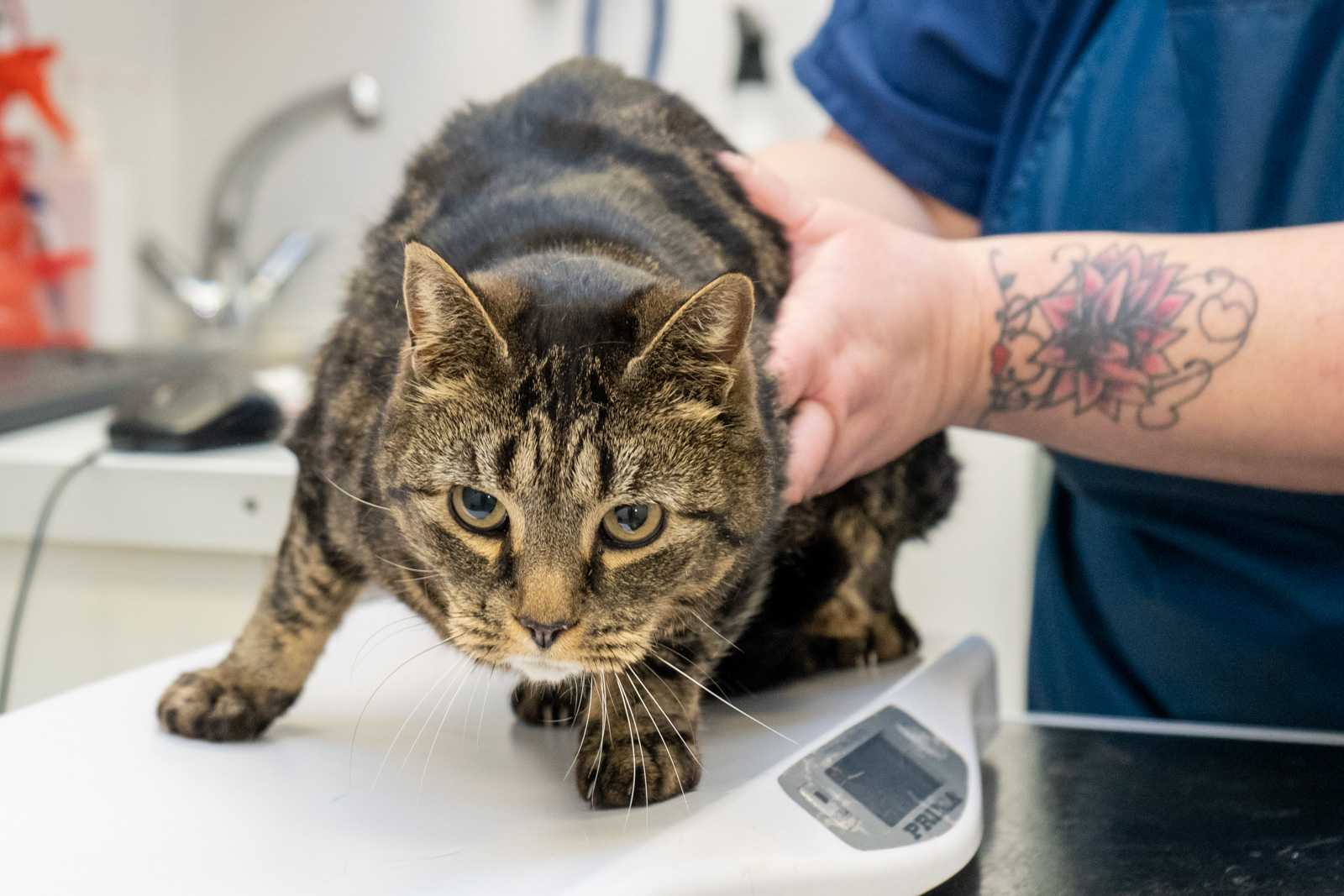 Our Pet Services | VetPartners