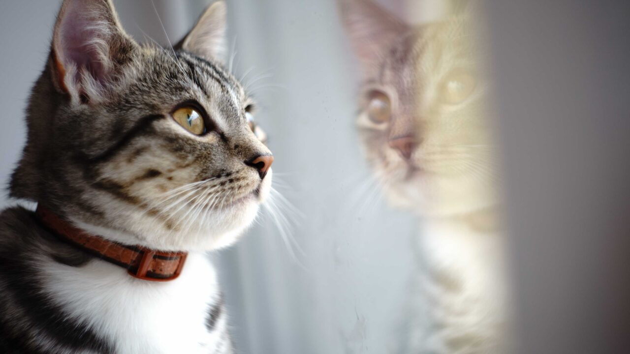 10 Things to Know Before Getting a Cat or Kitten | VetPartners