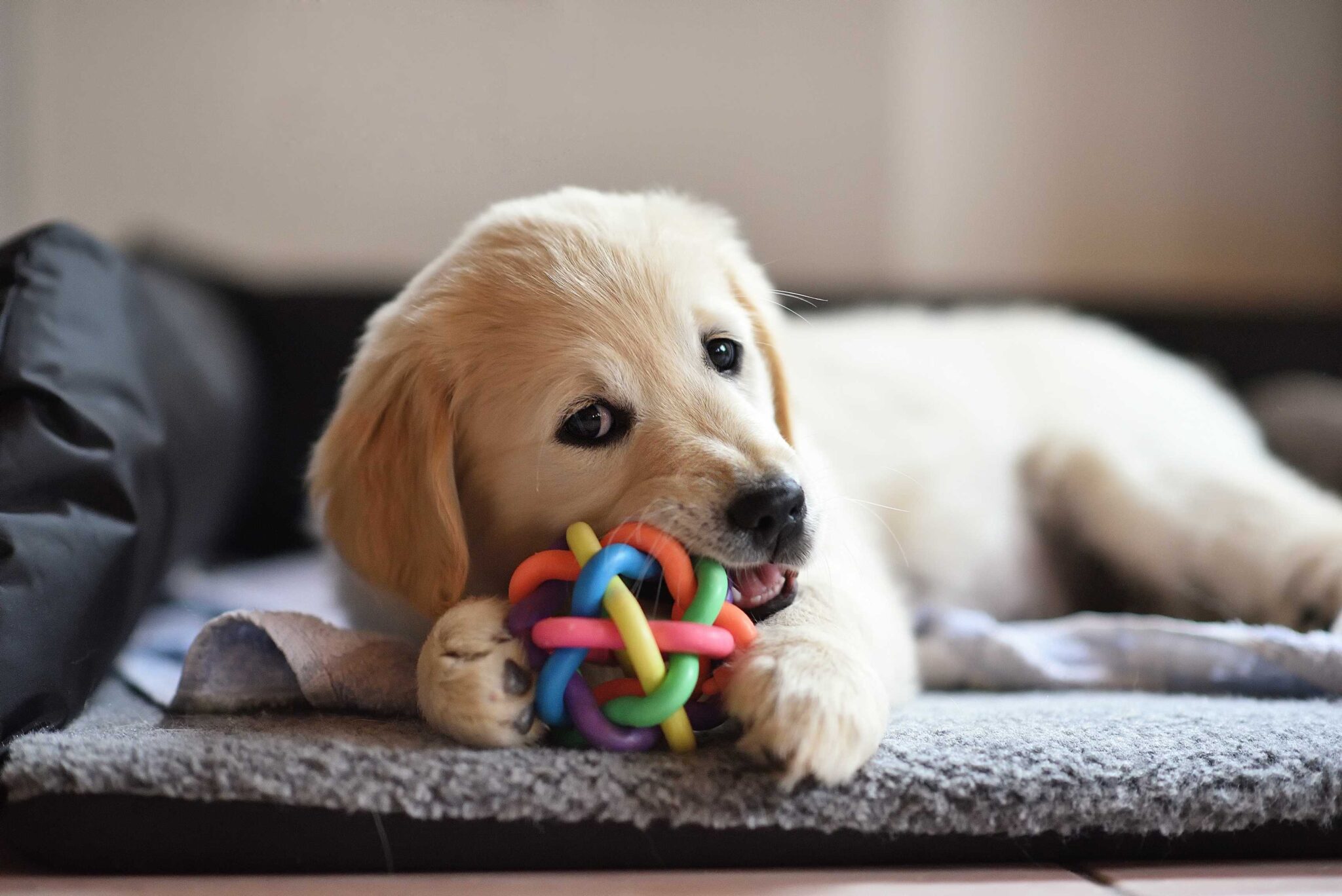 What Things Do You Need to Get for a New Puppy? | VetPartners UK