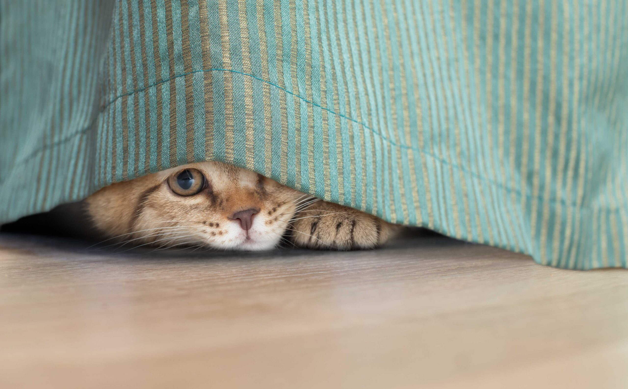 The Complete Guide to Cat & Kitten Vaccinations | VetPartners