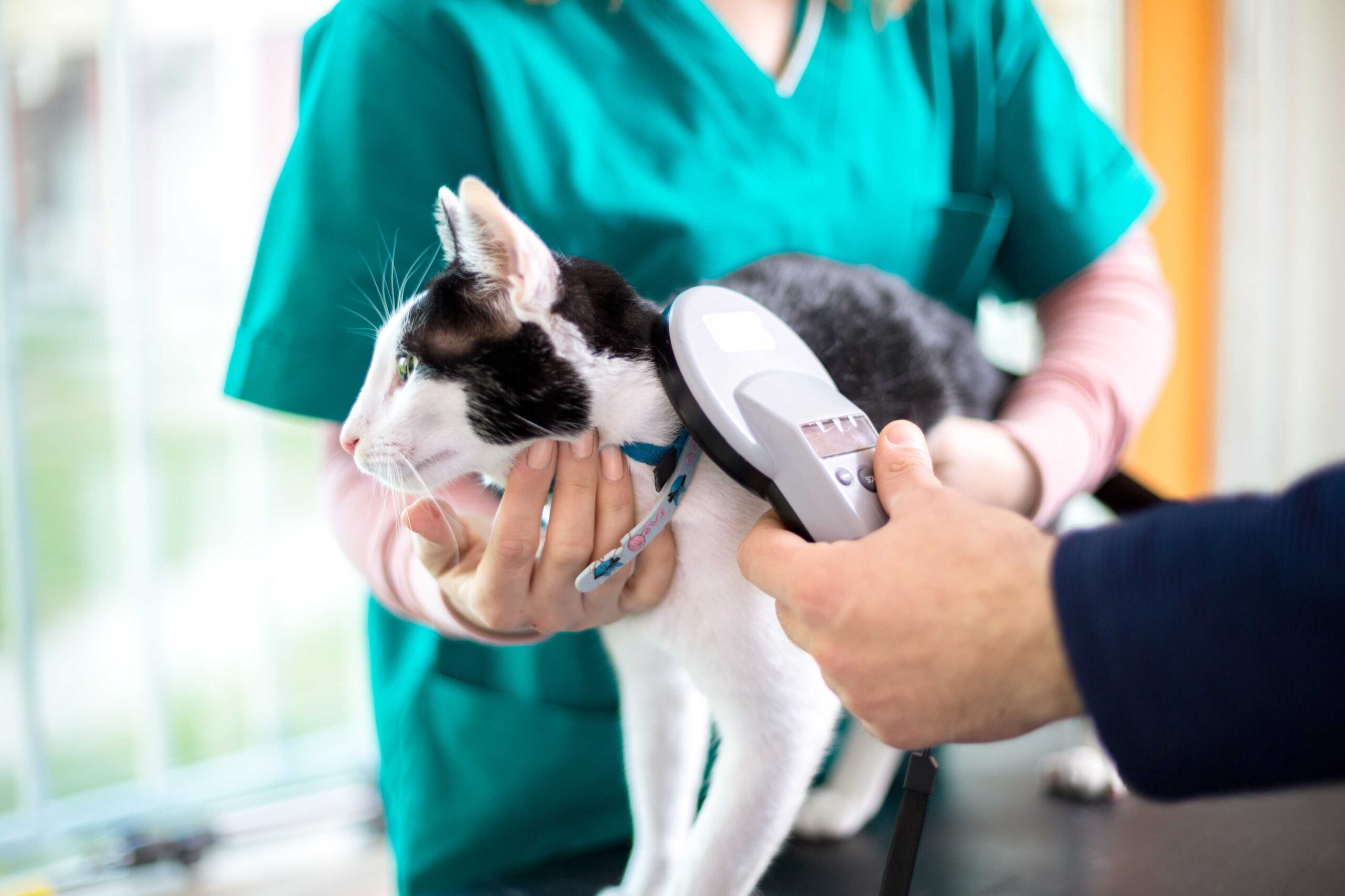 The Complete Guide to Microchipping Your Cat or Kitten | VetPartners
