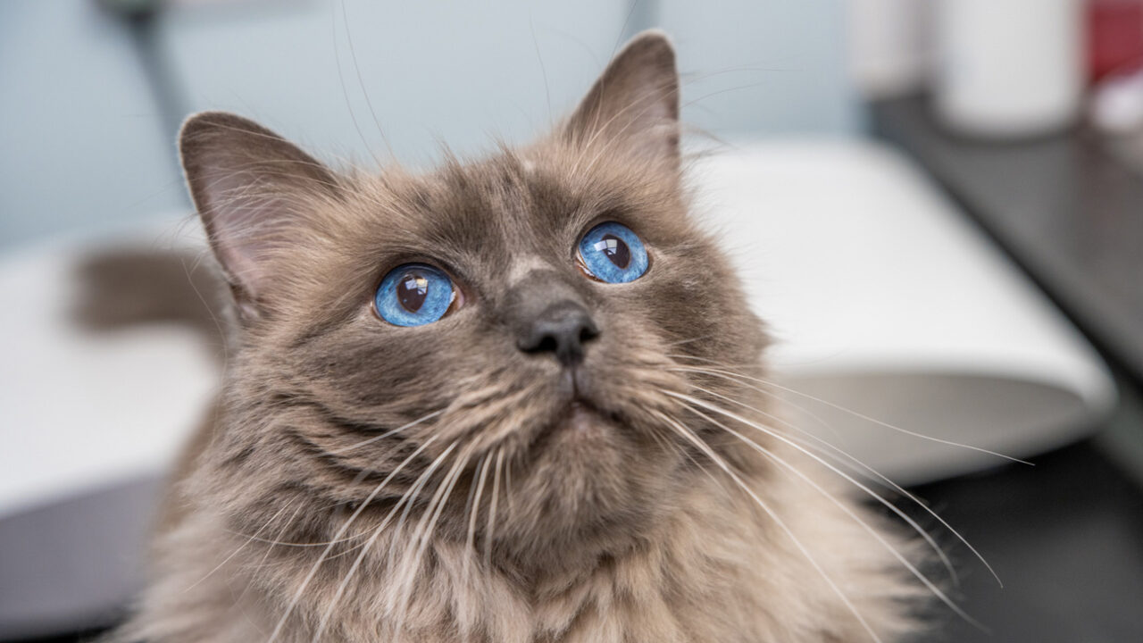 Cat Advice for Owners | VetPartners
