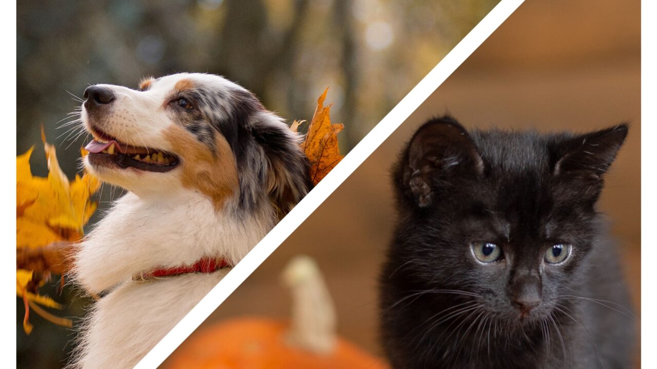 8 Ways to Keep Your Dog or Cat Safe at Halloween Time | VetPartners UK