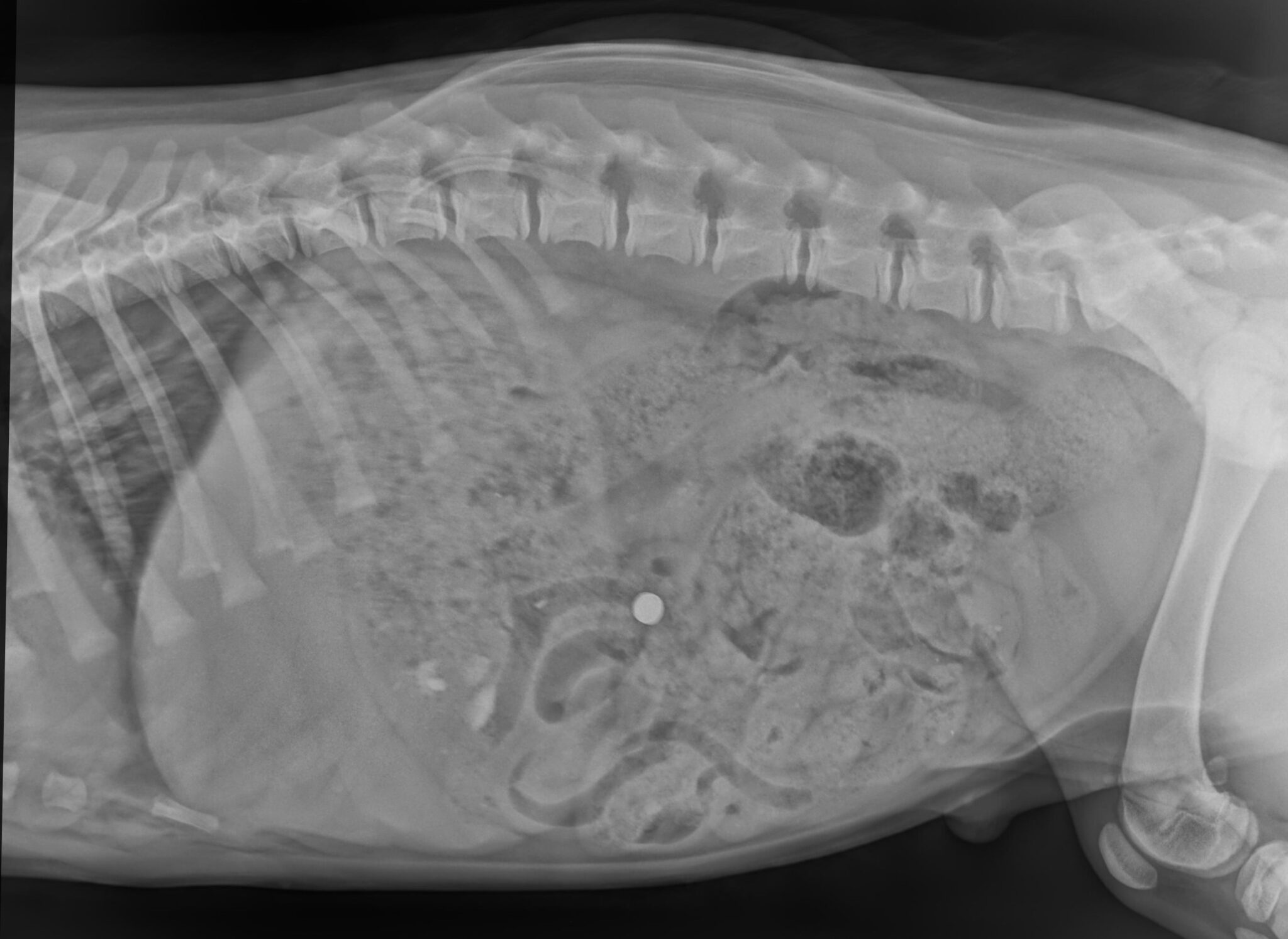 Life-saving surgery for trainee hero pup who swallowed a battery ...