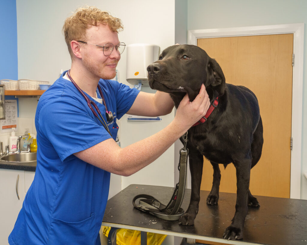 Labrador has lifesaving surgery twice at Tameside Veterinary Clinic ...