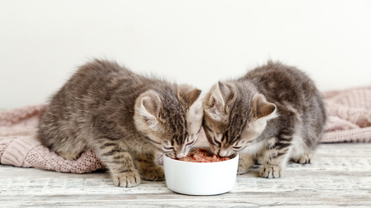 Complete Cat Feeding Guide | VetPartners