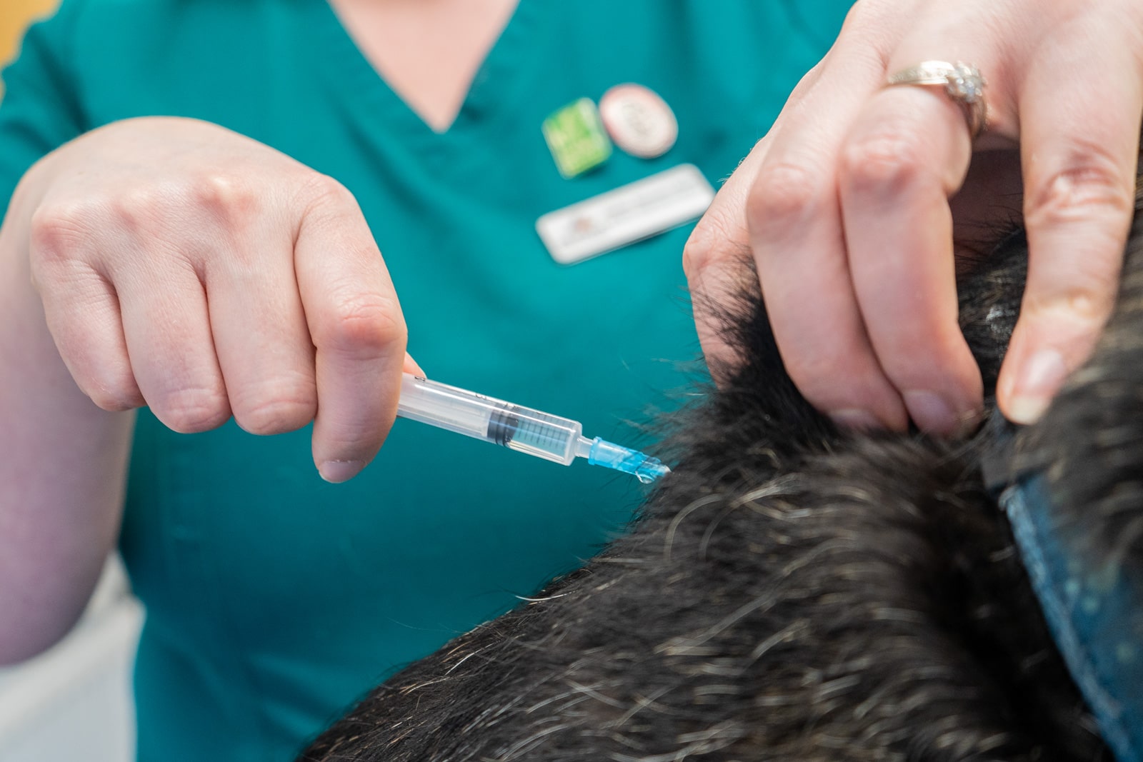 A Guide to Vaccinating Your Dog or Puppy | VetPartners