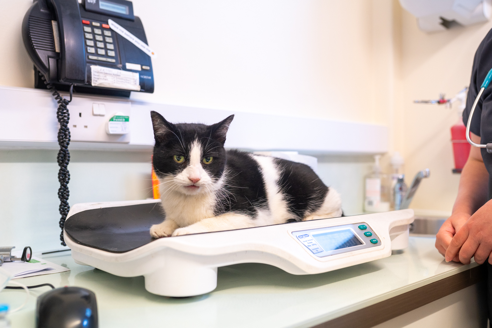 Complete Cat Feeding Guide | VetPartners
