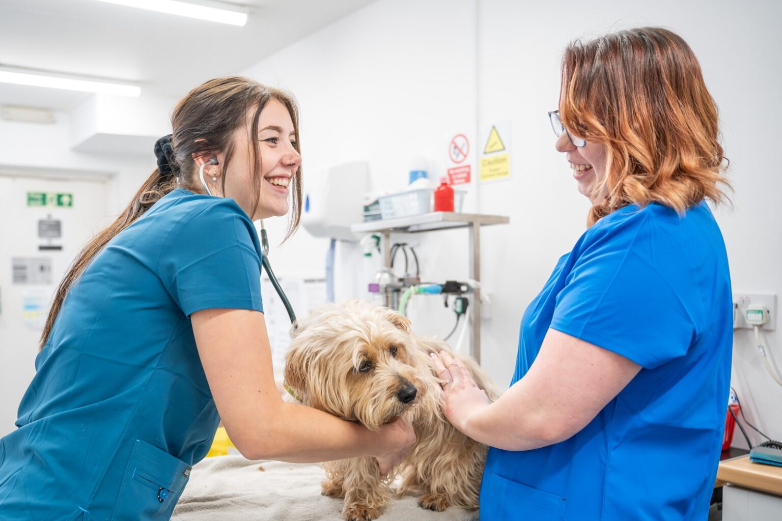 A Guide to Vaccinating Your Dog or Puppy | VetPartners