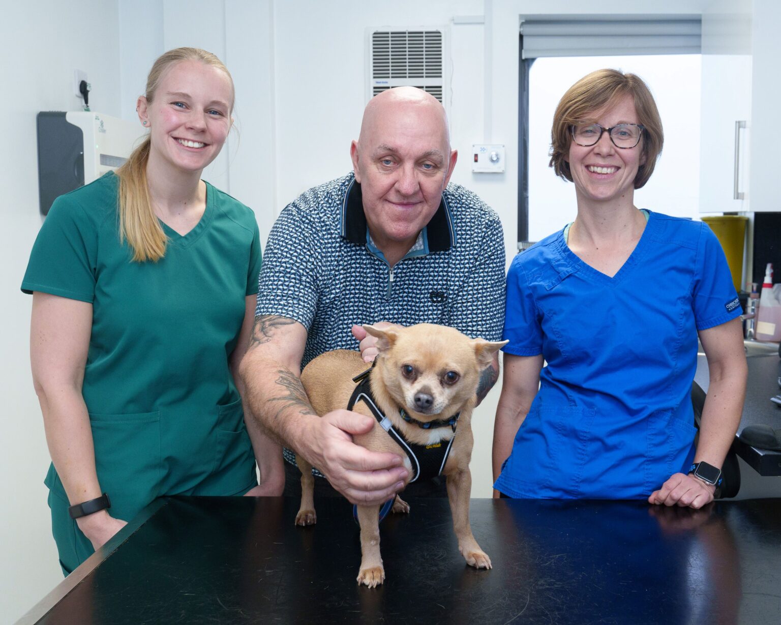 Chihuahua bounces back from surgery after swallowing sharp stone ...