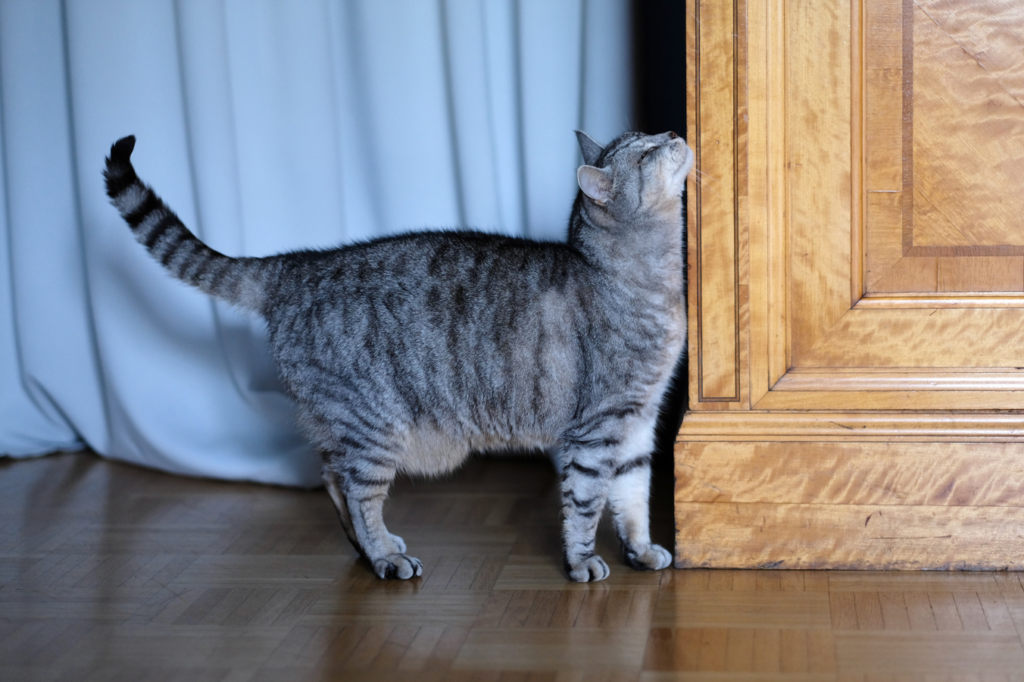 How to Know Your Cat is in Heat: 8 Simple Signs | VetPartners