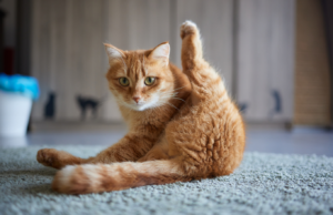 How to Know Your Cat is in Heat: 8 Simple Signs | VetPartners