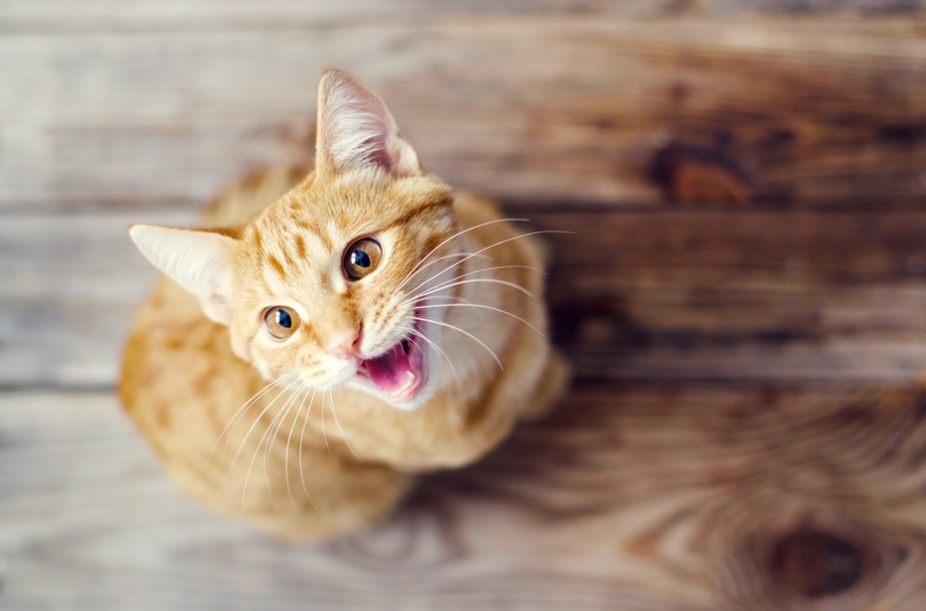 How to Know Your Cat is in Heat: 8 Simple Signs | VetPartners