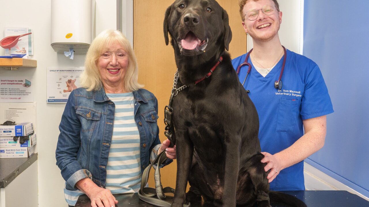 Labrador has lifesaving surgery twice at Tameside Veterinary Clinic ...