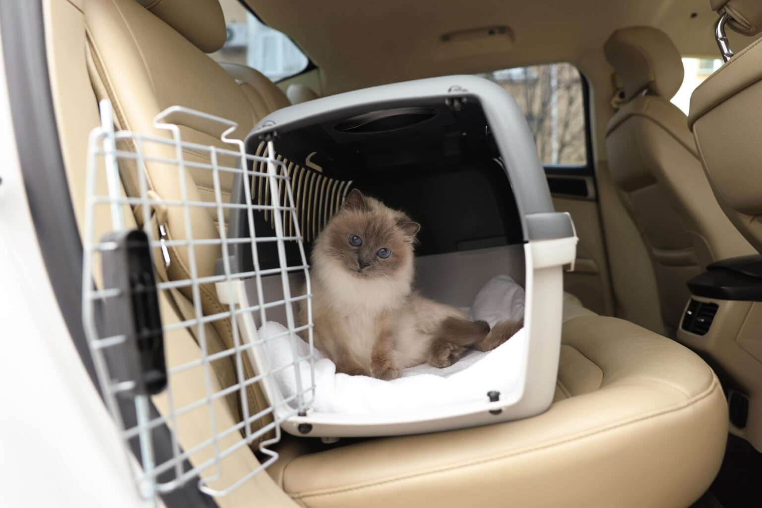 Taking Your Cat Abroad on Holiday | VetPartners