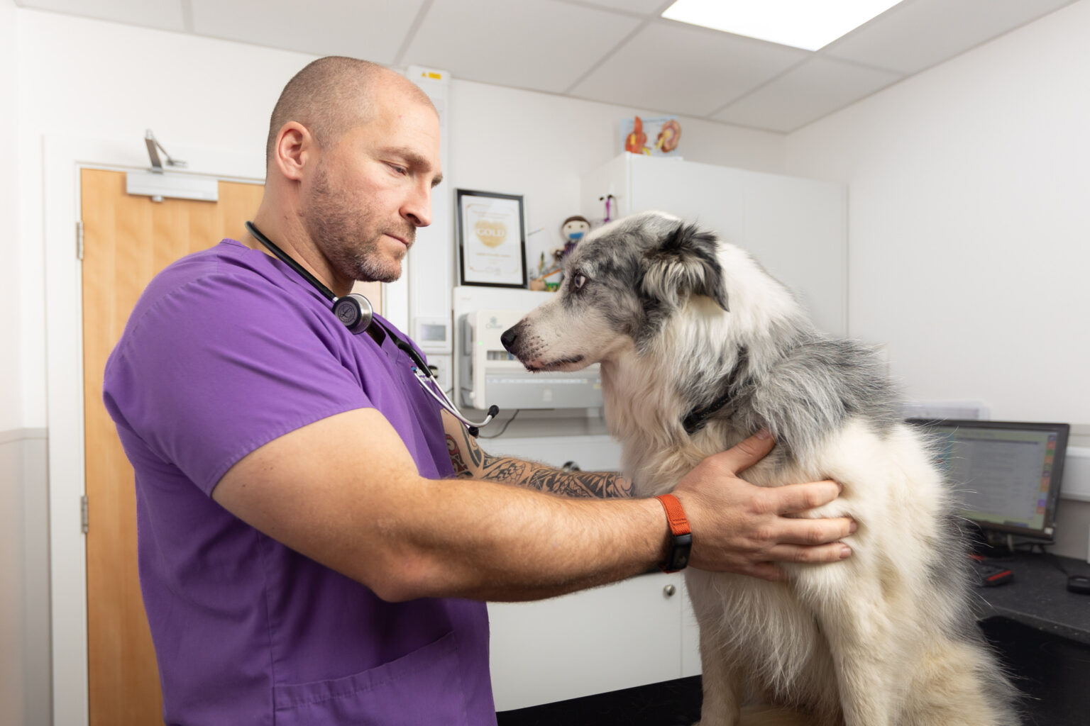 A career built on a passion for the veterinary profession - VetPartners UK