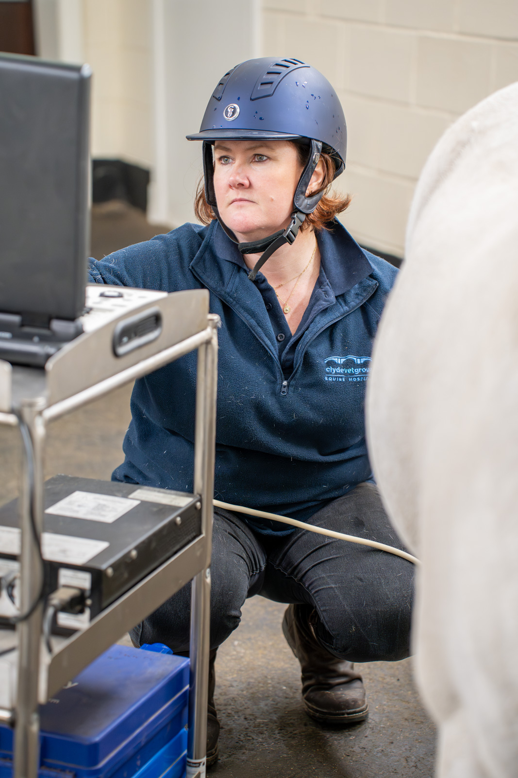 Our Equine Veterinary Services | VetPartners