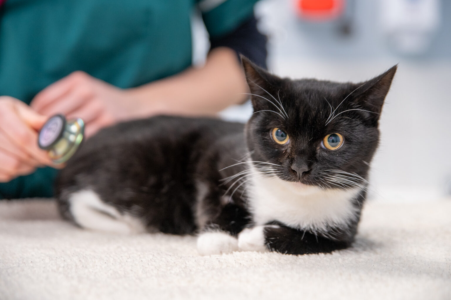 Neutering Your Cat or Kitten | VetPartners UK