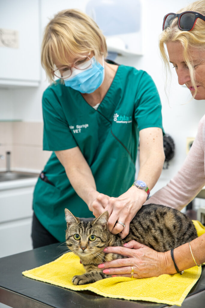 Neutering Your Cat or Kitten | VetPartners UK