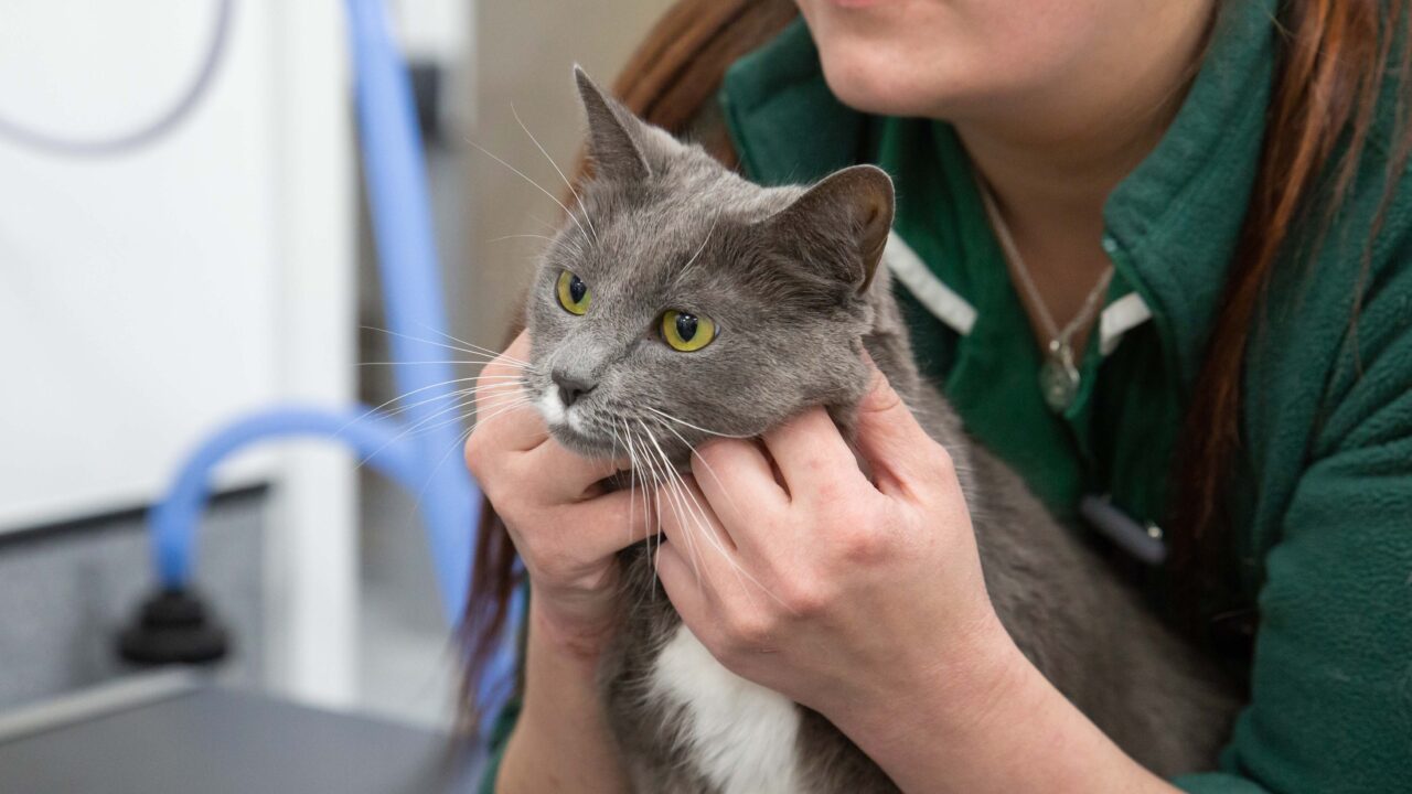 Neutering Your Cat or Kitten | VetPartners UK