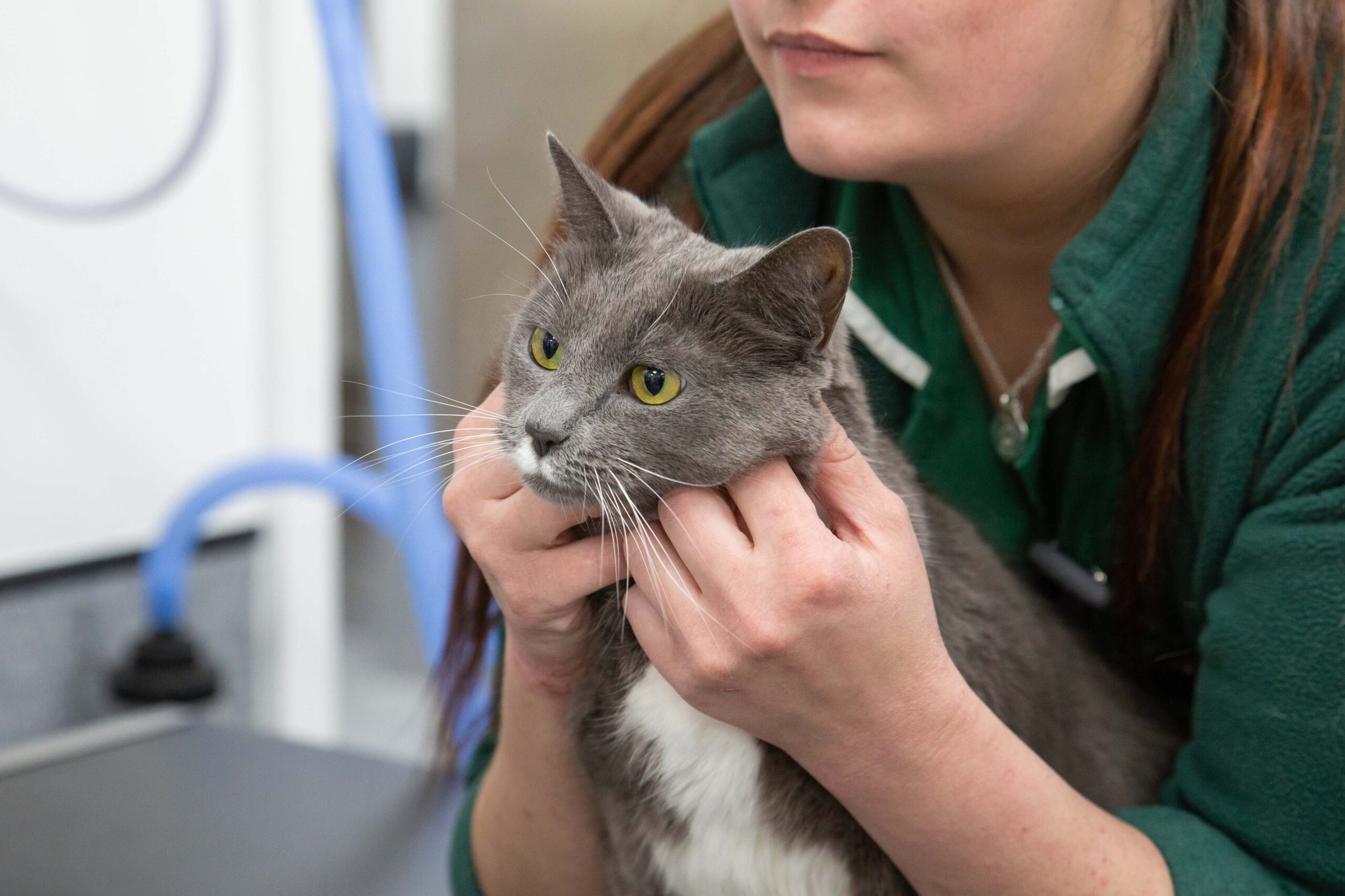 Neutering Your Cat or Kitten | VetPartners UK