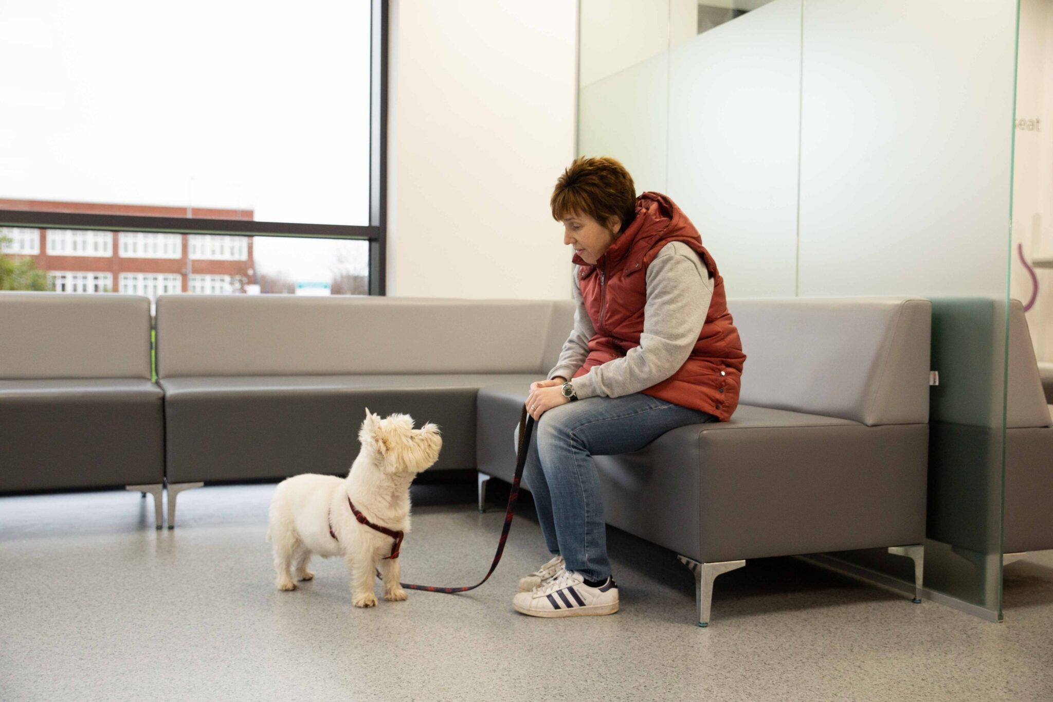 Neutering Your Dog or Puppy | VetPartners UK