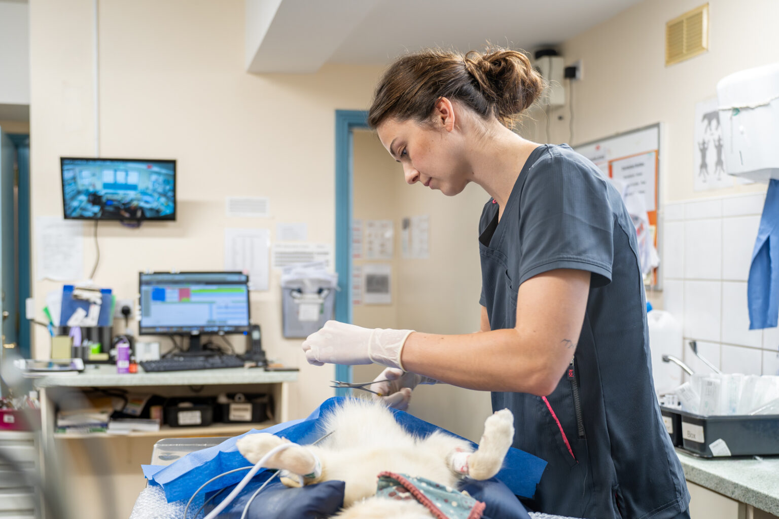 Neutering Your Dog or Puppy | VetPartners UK