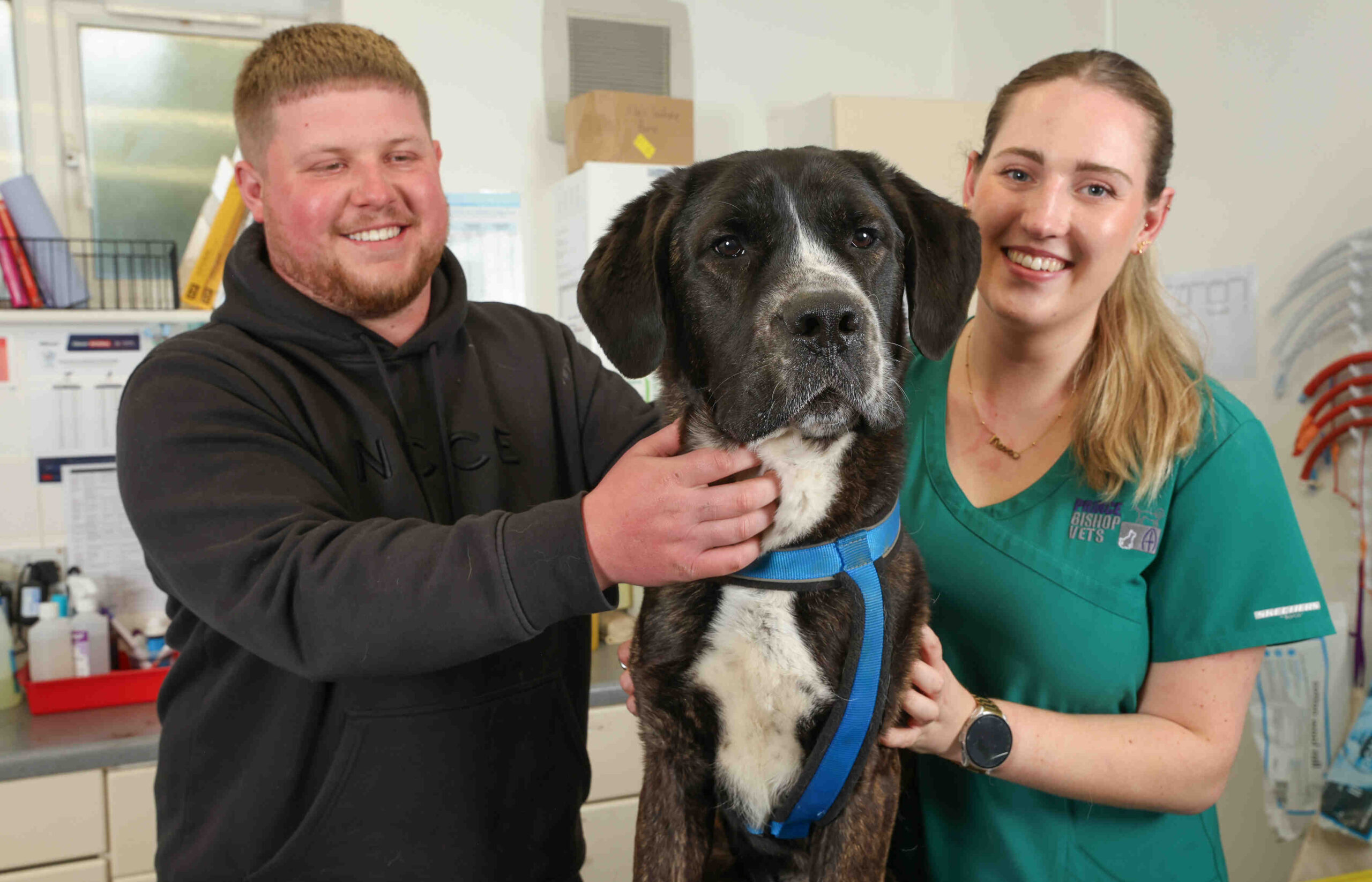 Don’t let pets get paws on Easter treats, vets warn after hungry hound ...