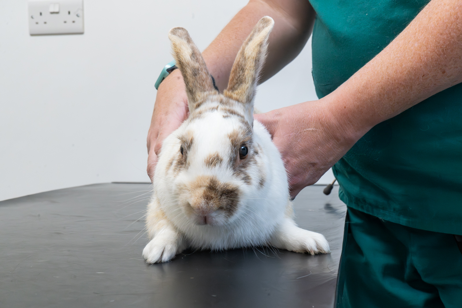 Vaccinating Rabbits: A Complete Guide | VetPartners UK