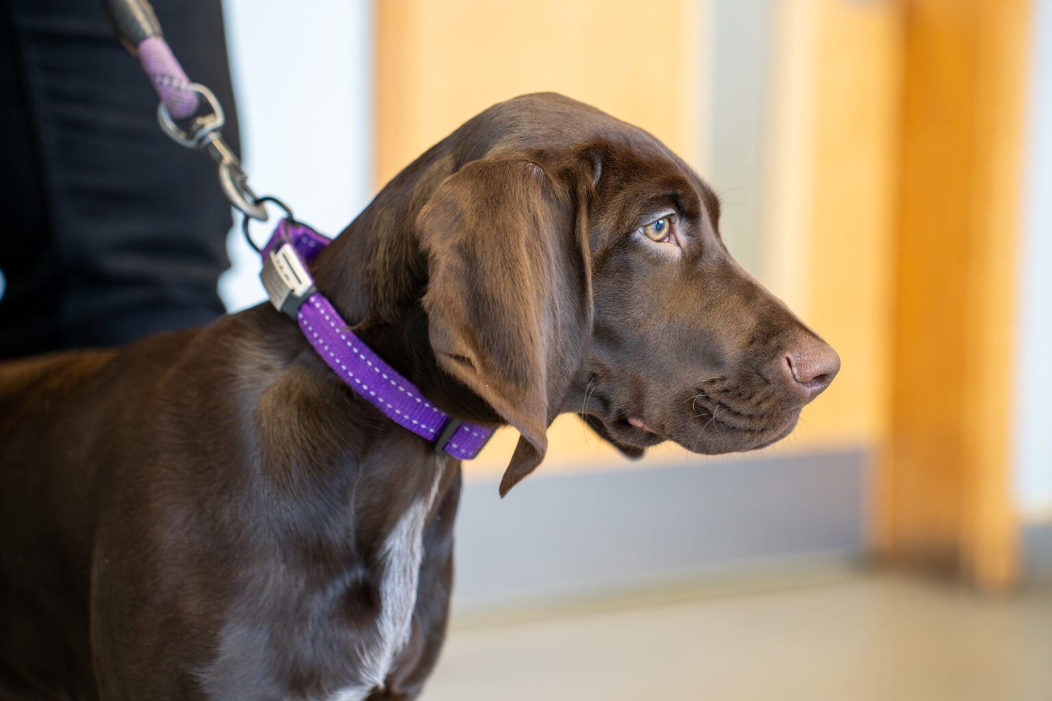 Taking Your Dog Safely to the Vet | VetPartners UK
