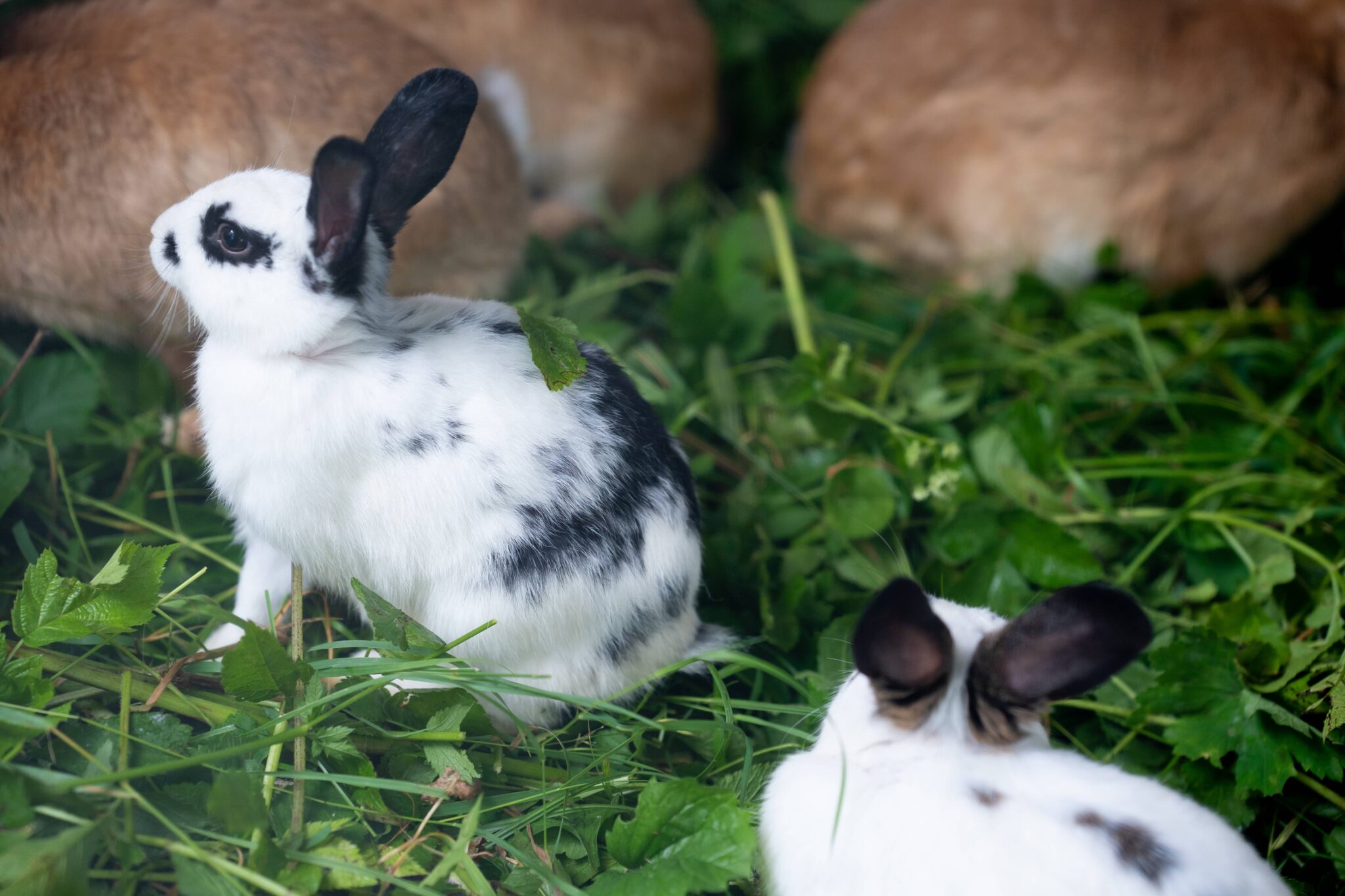Rabbit Bonding Guide: How to Bond Your Rabbits | VetPartners UK