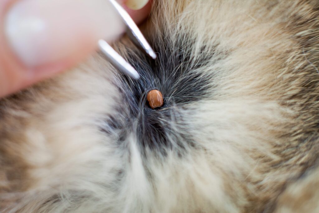 Ticks on Dogs: A Complete Guide | VetPartners