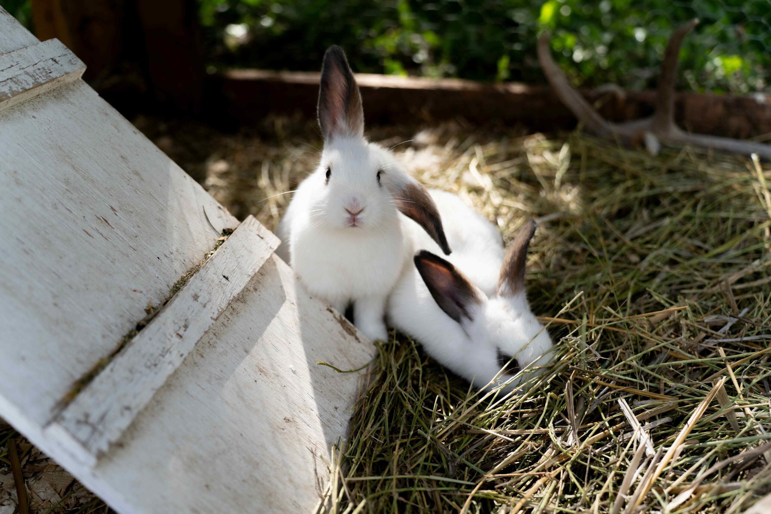 Everything you need to know about neutering your rabbit | VetPartners UK