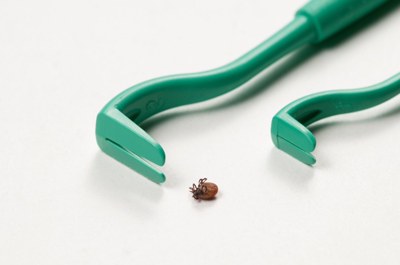 Ticks On Cats: A Complete Guide | VetPartners UK